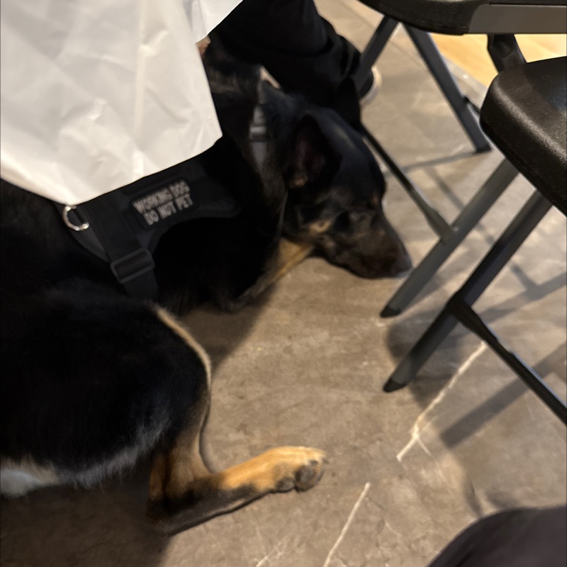 Alice Richter- Dog Trainer (@awonderdog) is LIVE - TikTok LIVE
